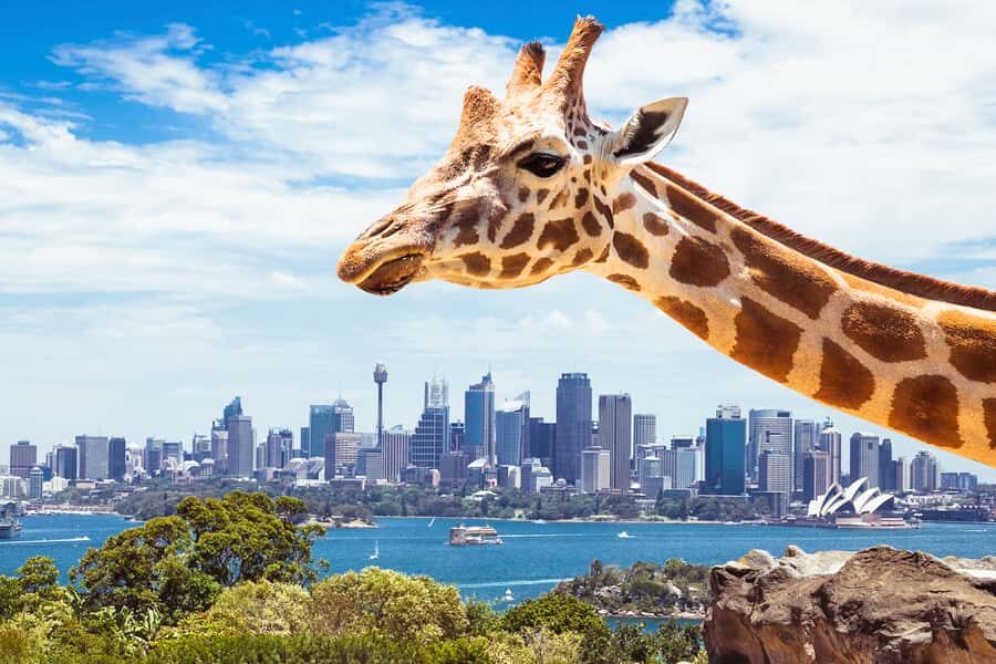 Sydney: Whale Watching Cruise and Taronga Zoo Package - What to Know Before You Go