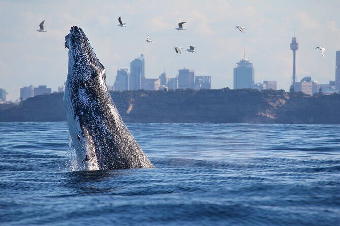 Sydney Whale Watching Cruise from Circular Quay - The Reviews Speak for Themselves