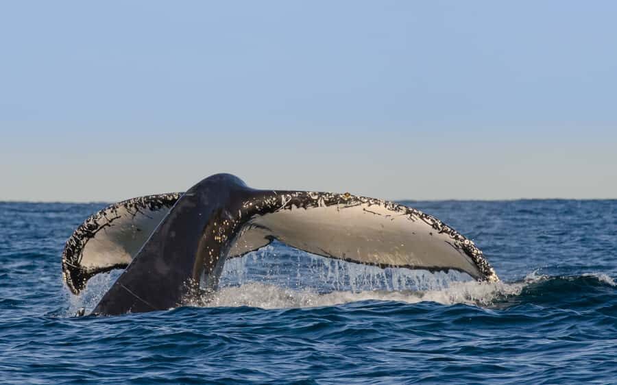 Sydney Whale Watching Cruise with Breakfast or Lunch - The Itinerary: What You Can Expect