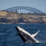 Sydney: Whale Watching & Wildlife Cruise - An Overview of the Experience