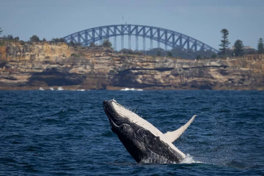 Sydney: Whale Watching & Wildlife Cruise - An Overview of the Experience