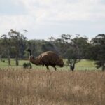 Sydney Wildlife Safari - Highlights from Travelers’ Reviews