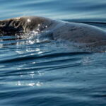 Tadoussac/Charlevoix: 3-Hour Whale Watching Boat Tour - The Itinerary: A Close Look
