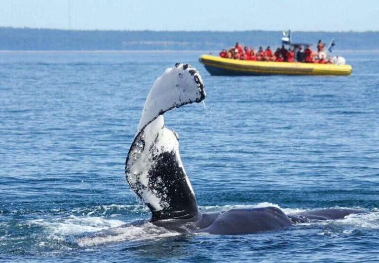 Tadoussac/Charlevoix: Whale Watching Tour & Bear Observation - Who Will Love This Tour?
