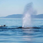 Tadoussac/Charlevoix: Whale Watching Zodiac Tour - What Reviewers Love Most
