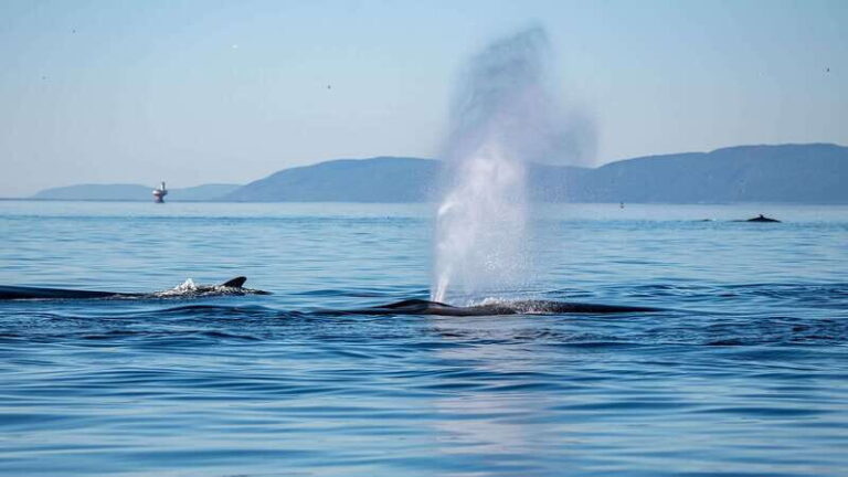 Tadoussac/Charlevoix: Whale Watching Zodiac Tour - What Reviewers Love Most