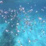Tahiti island: 5 hours Snorkeling Picnic - The Value of This Experience