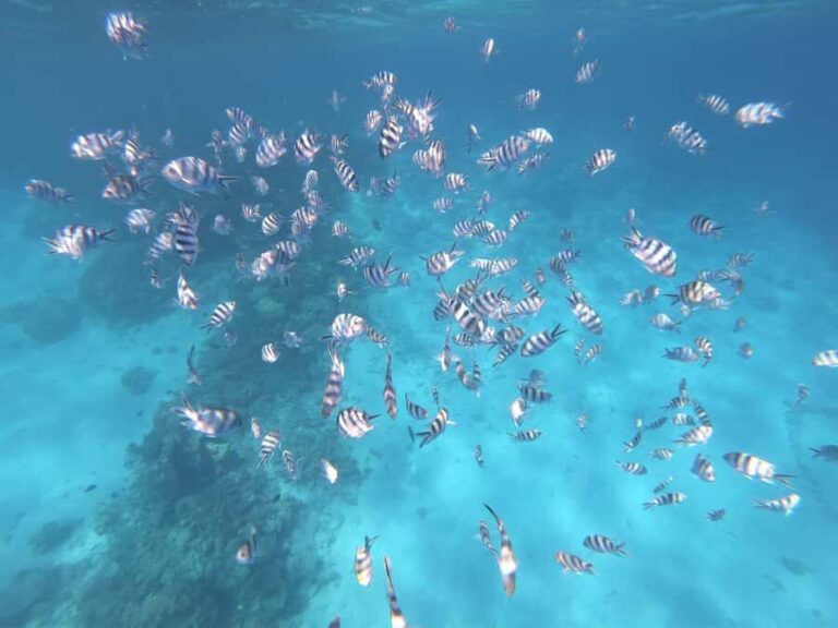 Tahiti island: 5 hours Snorkeling Picnic - The Value of This Experience