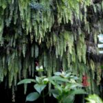 Tahiti: Private Half Day Culture and Nature Highlights Tour - Real Experiences from Past Travelers