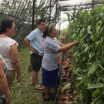 Tajin Ruins Day Trip and Vanilla Factory Experience - Vanilla Factory & Plantation