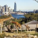 Taronga Zoo + Ferry Return Ticket - Practical Details: Transportation, Timing, and Value