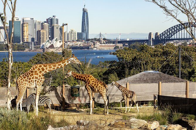 Taronga Zoo + Ferry Return Ticket - Practical Details: Transportation, Timing, and Value