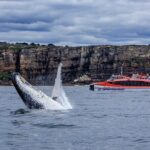Taronga Zoo & Whale Watching Cruise Combo - Sydney Harbour - The Itinerary in Detail