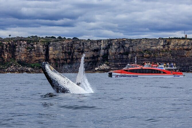 Taronga Zoo & Whale Watching Cruise Combo - Sydney Harbour - The Itinerary in Detail