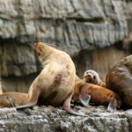 Tasman Island Cruises and Port Arthur Historic Site Day Tour from Hobart - The 3-Hour Eco-Cruise: Highlights and Expectations