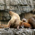 Tasman Peninsula Day Trip with Cruise & Devils from Hobart - Who Will Love This Tour?