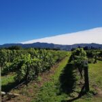 Taste the Valley Wine Tour in Marlborough with Wine Tasting - The Itinerary: What to Expect