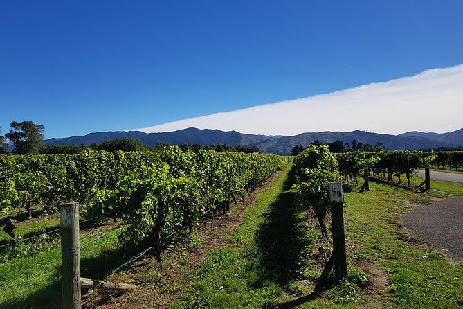Taste the Valley Wine Tour in Marlborough with Wine Tasting - The Itinerary: What to Expect