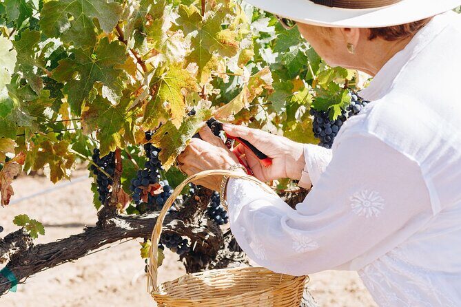 Tasting and tour through the vineyard - FAQs