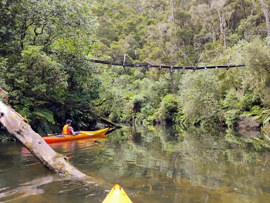 Taup: Hidden Lake Kayak Tour with Sunken Forest Views - The Magic of the Sunken Forest