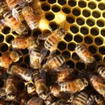 Te Mata Explorer Private Tour from Napier Cruise Port - Detailed Tour Breakdown