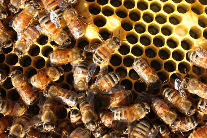 Te Mata Explorer Private Tour from Napier Cruise Port - Detailed Tour Breakdown