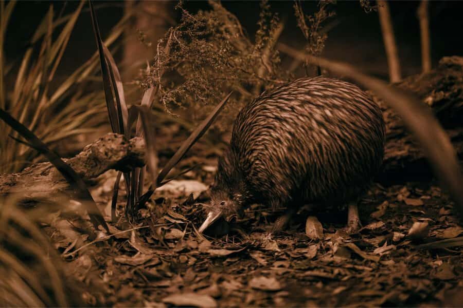 Te Puia: Te P Indigenous Combo - Tour, Dinner + Haka - The Full Itinerary Breakdown