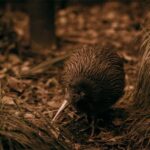 Te Puia: Te R Guided Day Tour - Why You Should Consider This Tour