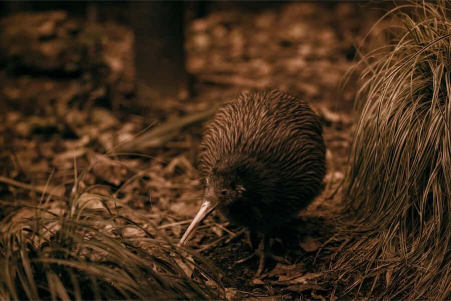 Te Puia: Te R Guided Day Tour - Why You Should Consider This Tour