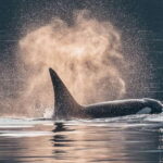 Telegraph Cove: 3-Hour Whale Watching Tour in a Zodiac Boat - Practical Details: Cost, Duration, and Booking