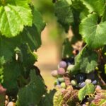 Temecula Uncorked: A Self-Guided Driving Tour of its Wineries - The Sum Up