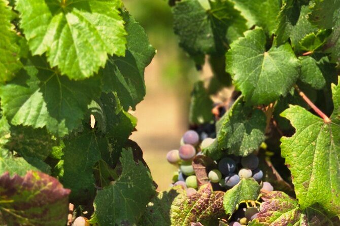 Temecula Uncorked: A Self-Guided Driving Tour of its Wineries - The Sum Up