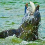 Ten Thousand Islands Eco/Dolphin Tour - Authentic Experiences and Insights from Reviewers
