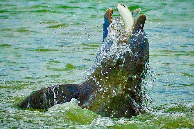 Ten Thousand Islands Eco/Dolphin Tour - Authentic Experiences and Insights from Reviewers