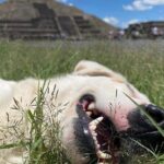 Teotihuacan Pyramids *NO CROWDS* Morning Tour... With Me, Angela! - Practical Details and Tips