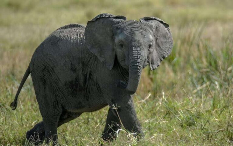 Teotihuacan Safari: Old Ruins and Interact with Animals - The Value of the Experience