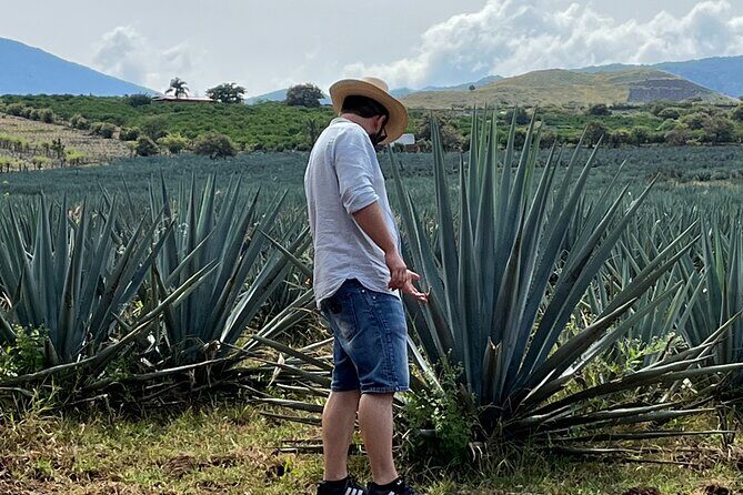 Tequila Jalisco Full Day Tour from Puerto Vallarta - The Scenic Drive: Volcano and Agave Fields