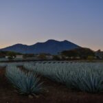 Tequila José Cuervo Tasting Guided Tour from Puerto Vallarta - Practical Details and Tips