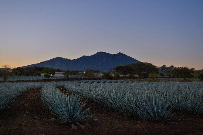 Tequila José Cuervo Tasting Guided Tour from Puerto Vallarta - Practical Details and Tips