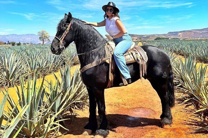 Tequila Pueblo Magico Adventure Day Trip from Puerto Vallarta - Why This Tour Offers Good Value