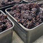 The Boutique Experience: Waiheke Best Cellar Tour (11 guests max) - The Value of a Small-Group Wine Tour