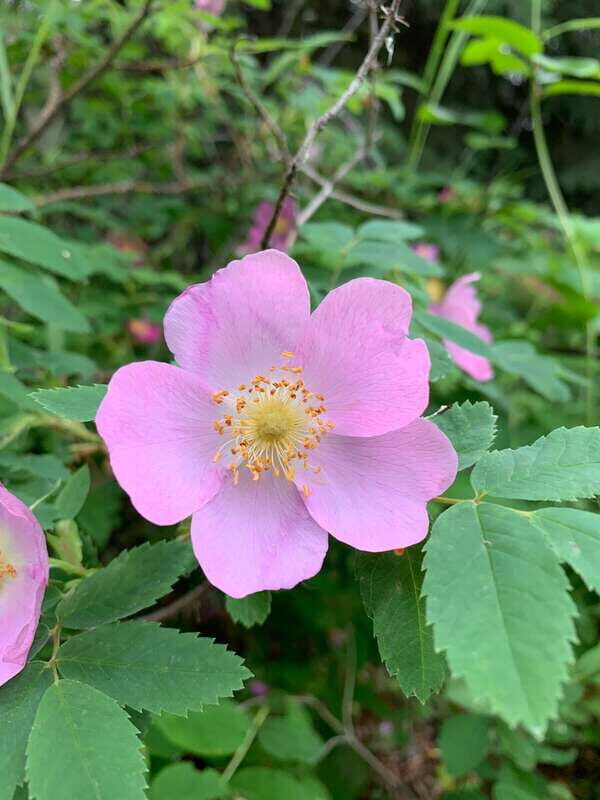 The Canmore HISTORY TOUR - Cowboys and Coal Miners 1.5H Walk - What Makes This Tour Stand Out?