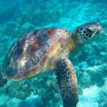 The great snorkeling adventure at the Riviera Maya private tour - Why This Tour Works Well
