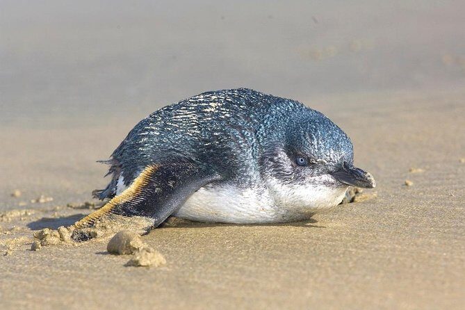 Three Day Classic Kayaking in New Zealand - The Layout and What You Can Expect