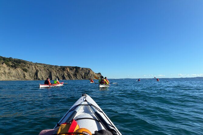 Tiritiri Matangi Sea Kayak Tour - Why Choose This Tour?