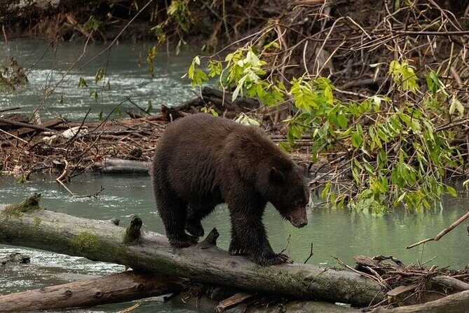Toba Bears and Wilderness Grizzly Bear Viewing in Campbell River - Why This Tour Offers Great Value