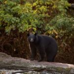 Tofino: Bear Watching Boat Tour with Nature Guide - Why This Tour Works Well