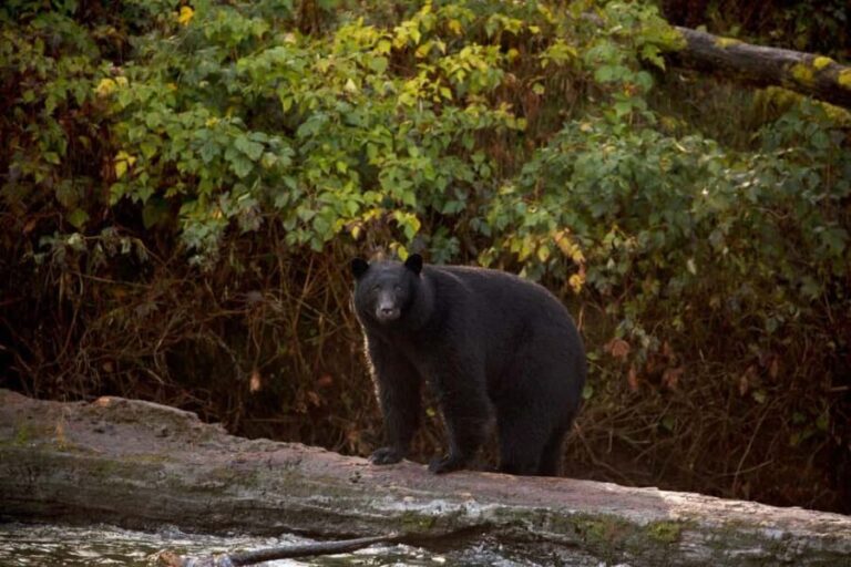 Tofino: Bear Watching Boat Tour with Nature Guide - Why This Tour Works Well