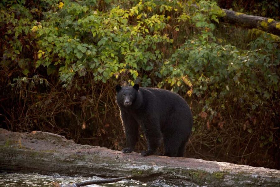 Tofino: Bear Watching Boat Tour with Nature Guide - Why This Tour Works Well