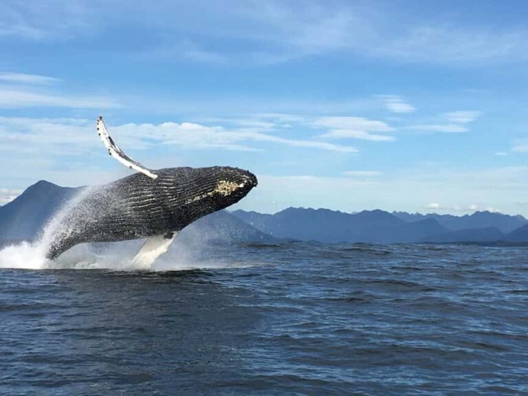 Tofino: Whale Watching Tour with Nature Guide - The Marine Ecosystem and Guide Insights
